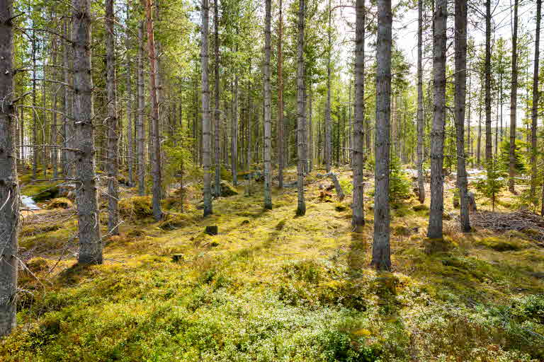 Contorta pine – SCA