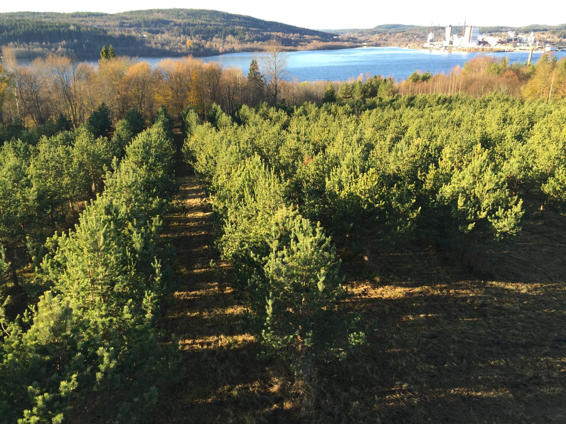 From seed to plant – SCA