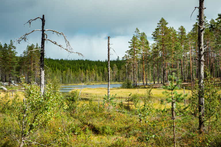 Biodiversity is SCA’s most important environmental goal – SCA