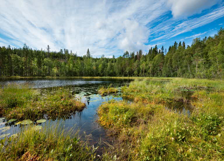 Responsible forestry – SCA