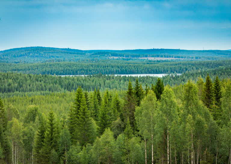 Discovering the gems in our forests – SCA