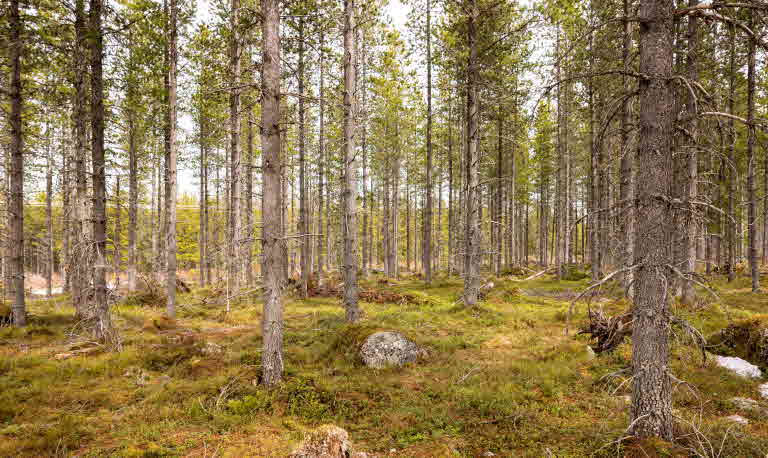 Contorta pine – SCA