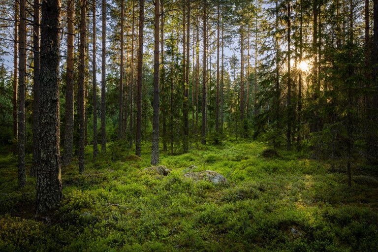 Four common myths about forestry – SCA