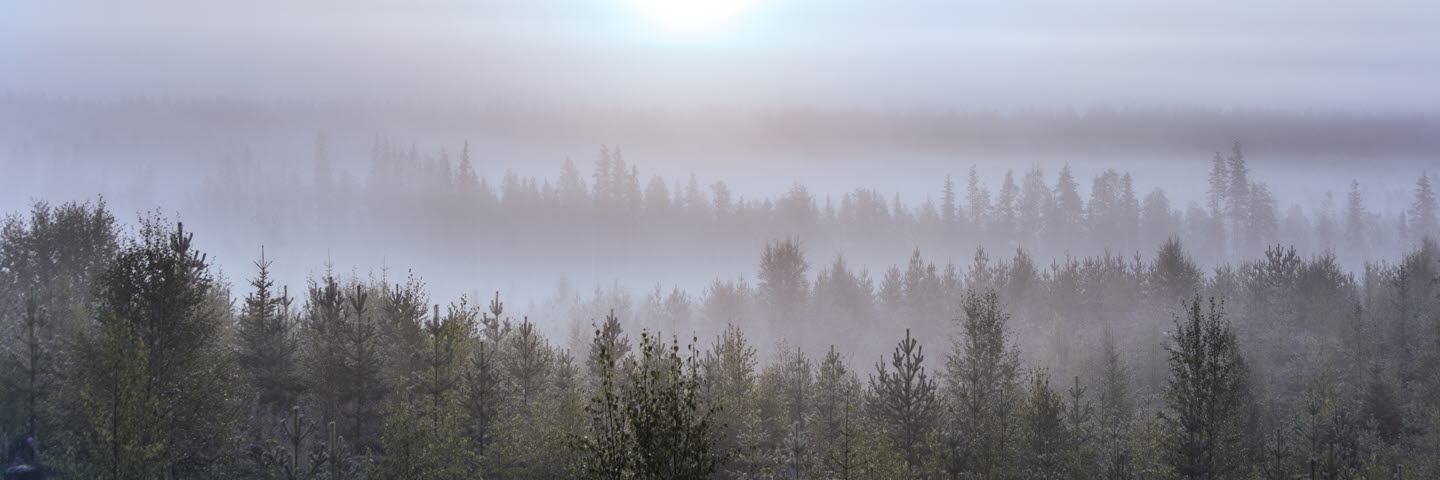 SCA Kraftliner White Top - SCA