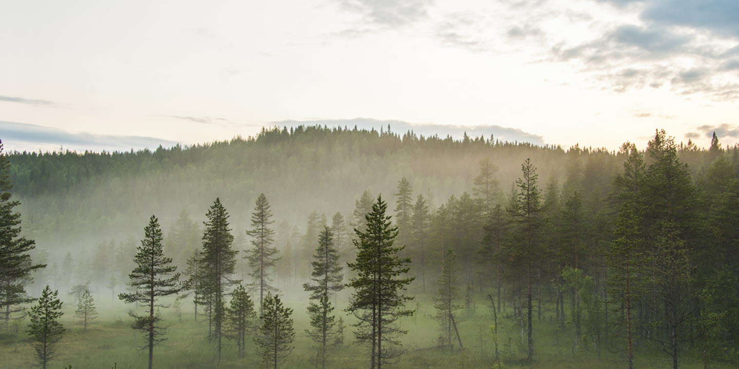 SCA Kraftliner - SCA