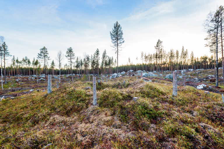 Cultural considerations SCA