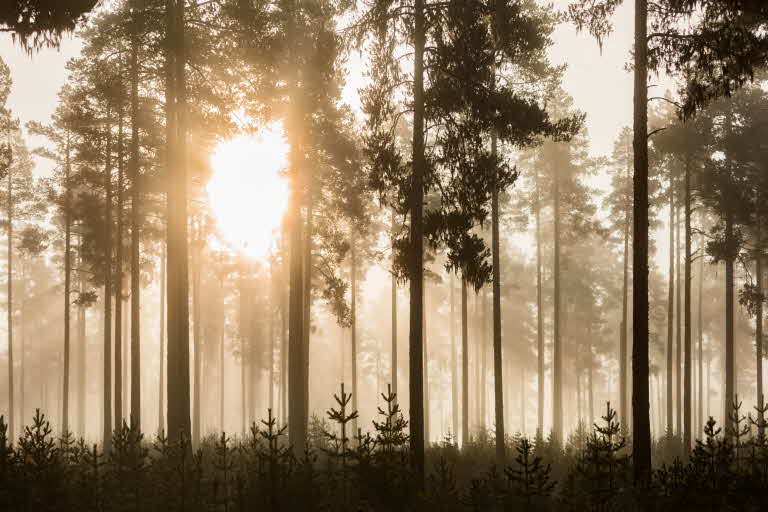 SCA rises in sustainability ranking – SCA