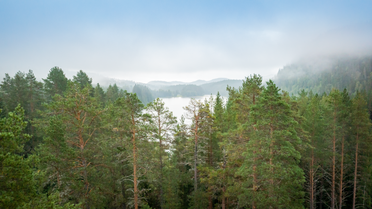 Well-managed forests – SCA