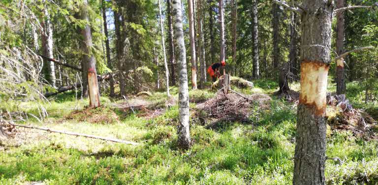 Damaged and dead pine trees on SCA land create new life – SCA